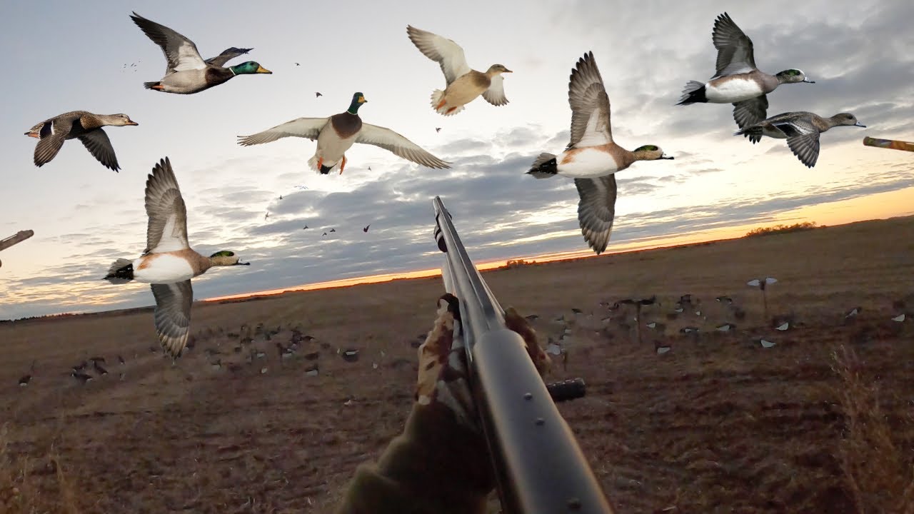 INSANE 5 Man Limit Duck Hunt! (STUD WIGEONS & MALLARDS) - YouTube