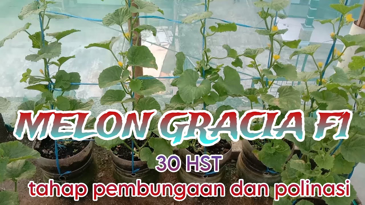 Menanam Melon pake galon di dalam greenhouse mini dari bambu ‼️ update ...