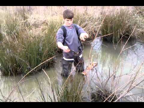 Muskrat Trapping pt.2 (Using Floats) - YouTube