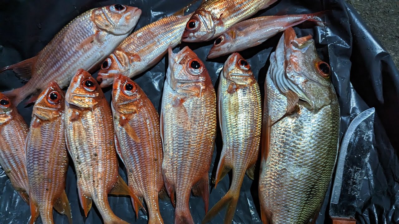 Fishing Adventure Cooking in Lethe Hannover Jamaica 🇯🇲 Part 7 - YouTube