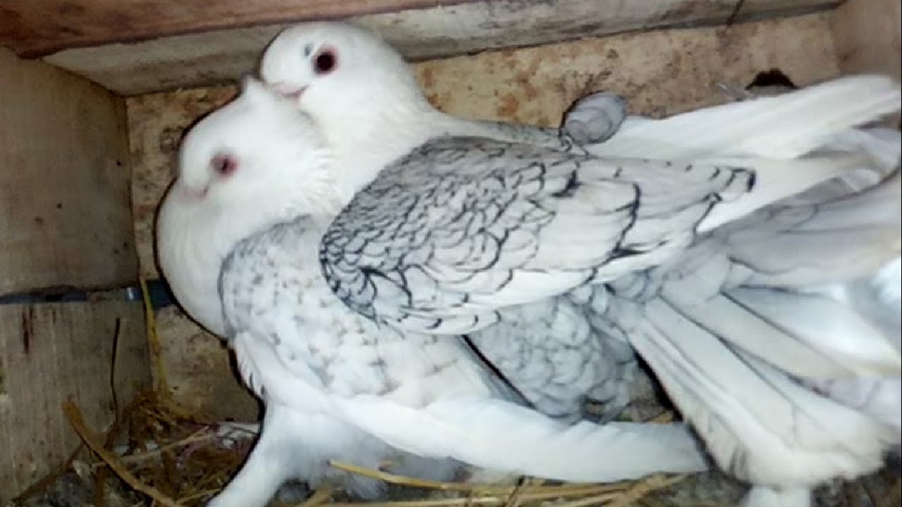 Pigeon fight Pigeon Heavy fight #PigeonFight - YouTube