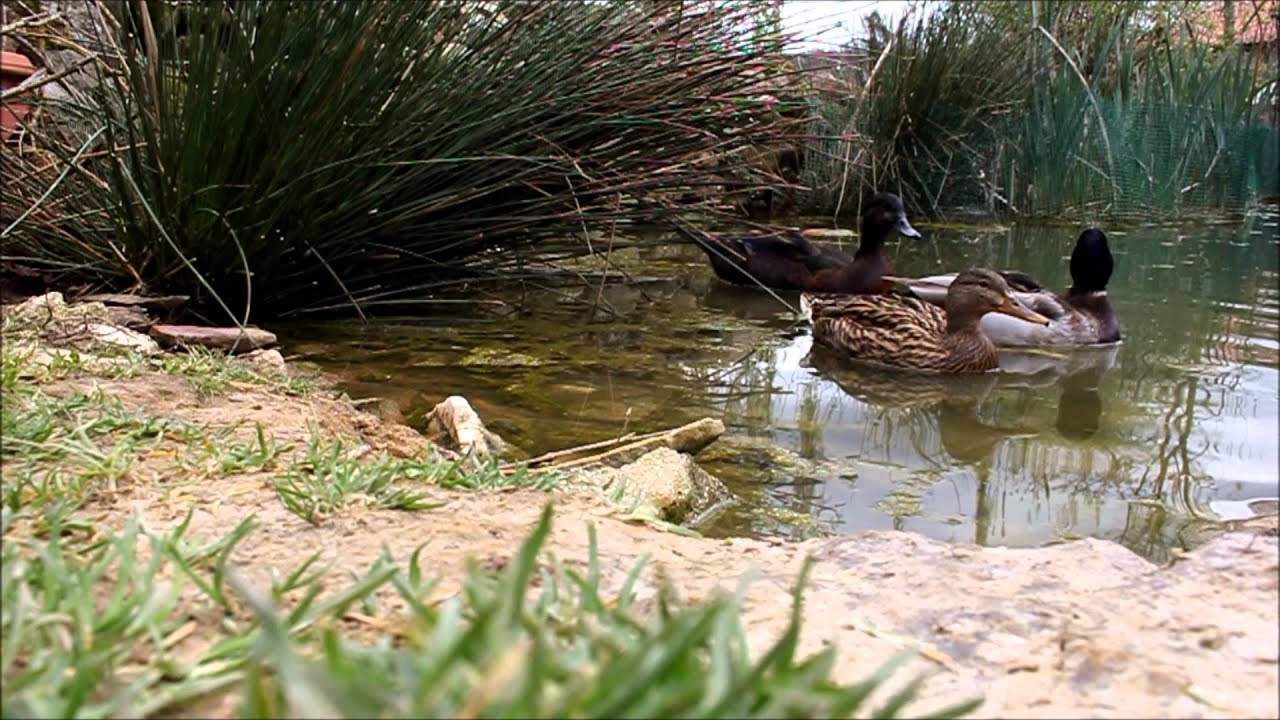 Patos en el estanque - YouTube