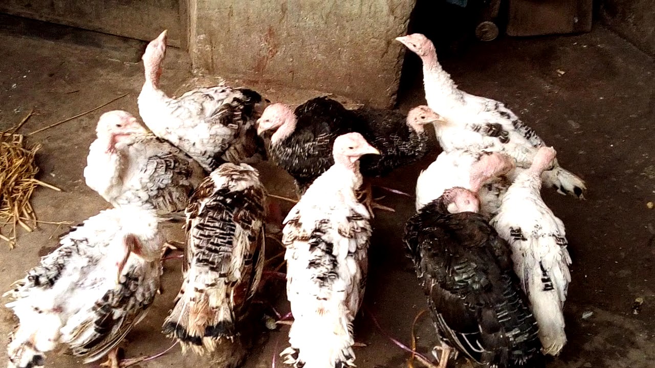 Wild Turkey Turkey Bird Farming Wild Turkey Turkey Bird Farming In ...