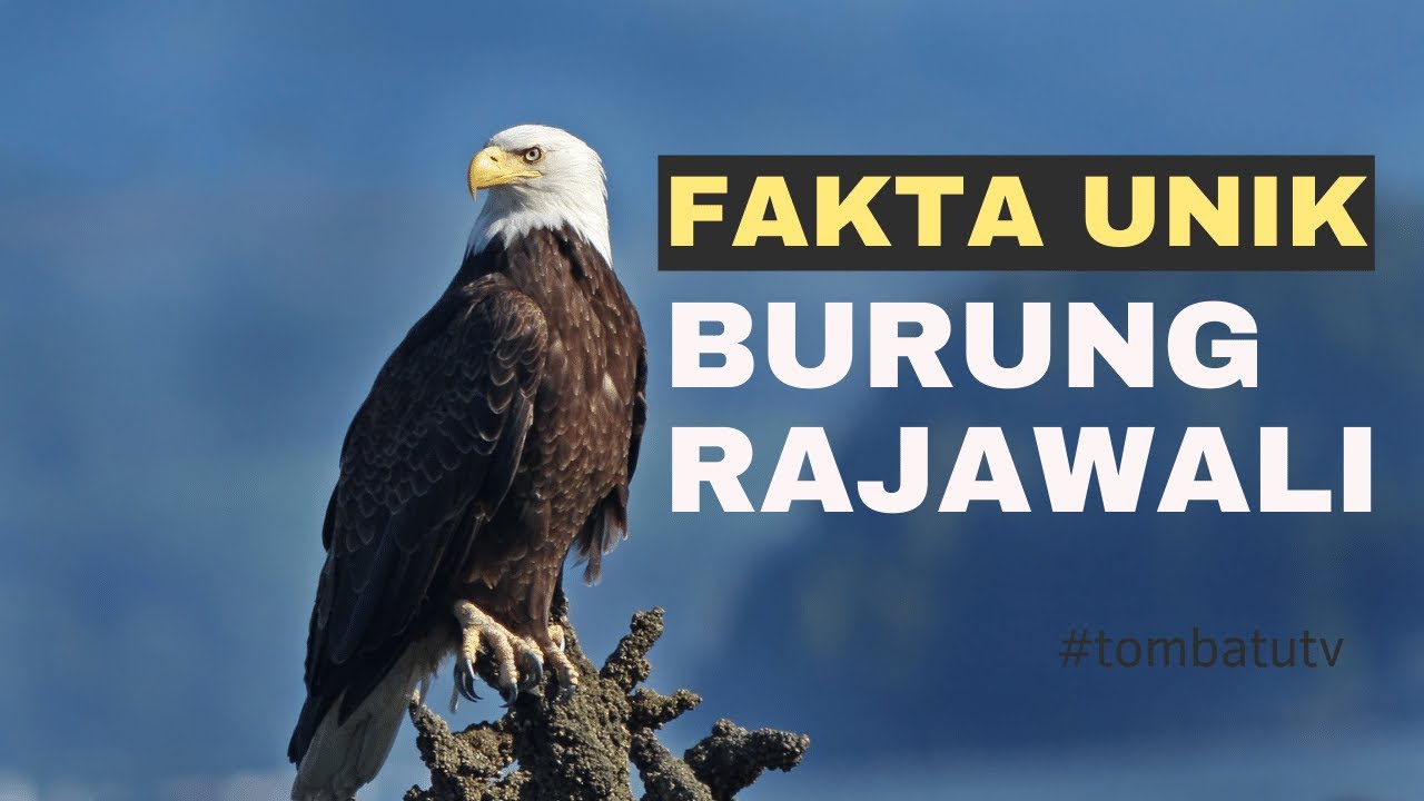 FAKTA UNIK BURUNG RAJAWALI | Tombatu Tv - YouTube