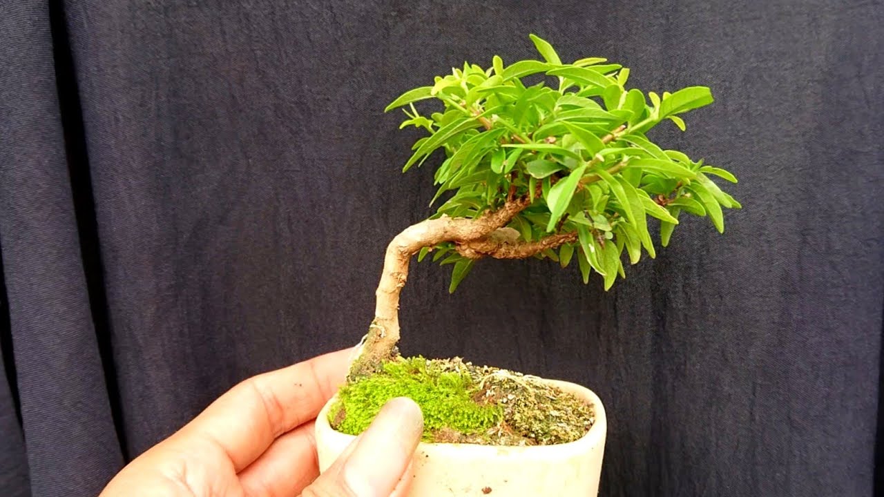 KEREN JUGA | MEMBUAT BONSAI SHITO DARI AKAR ANTING PUTRI - YouTube