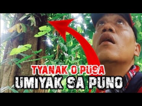 tyanak umiiyak sa malaking puno mga tao takot dumaan dito - YouTube