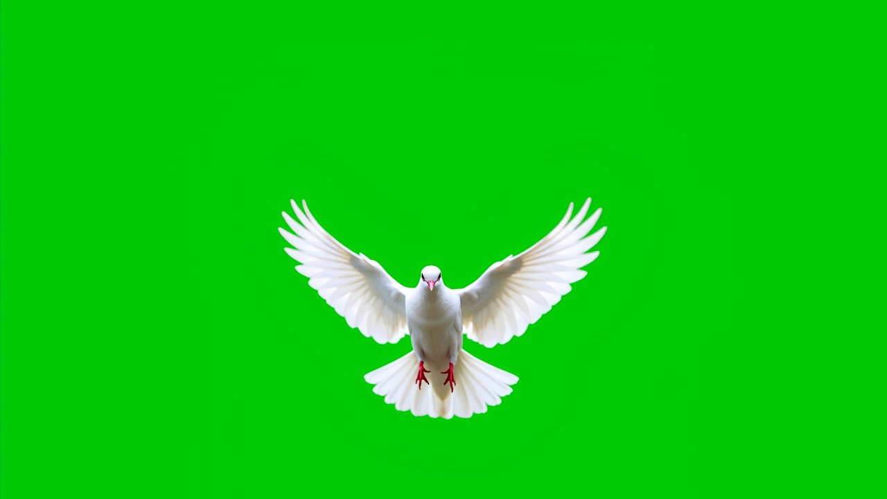 Greenscreen dove bird flying effect | Bird flying in sky green screen ...