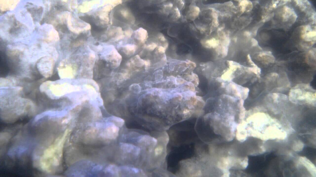 Live rock mucus - YouTube
