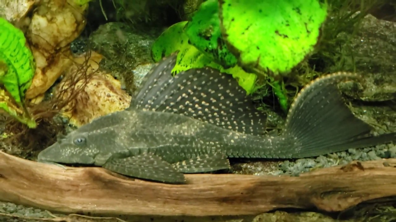 Pterygoplichthys joselimaianus (Gold Spot Pleco) - YouTube