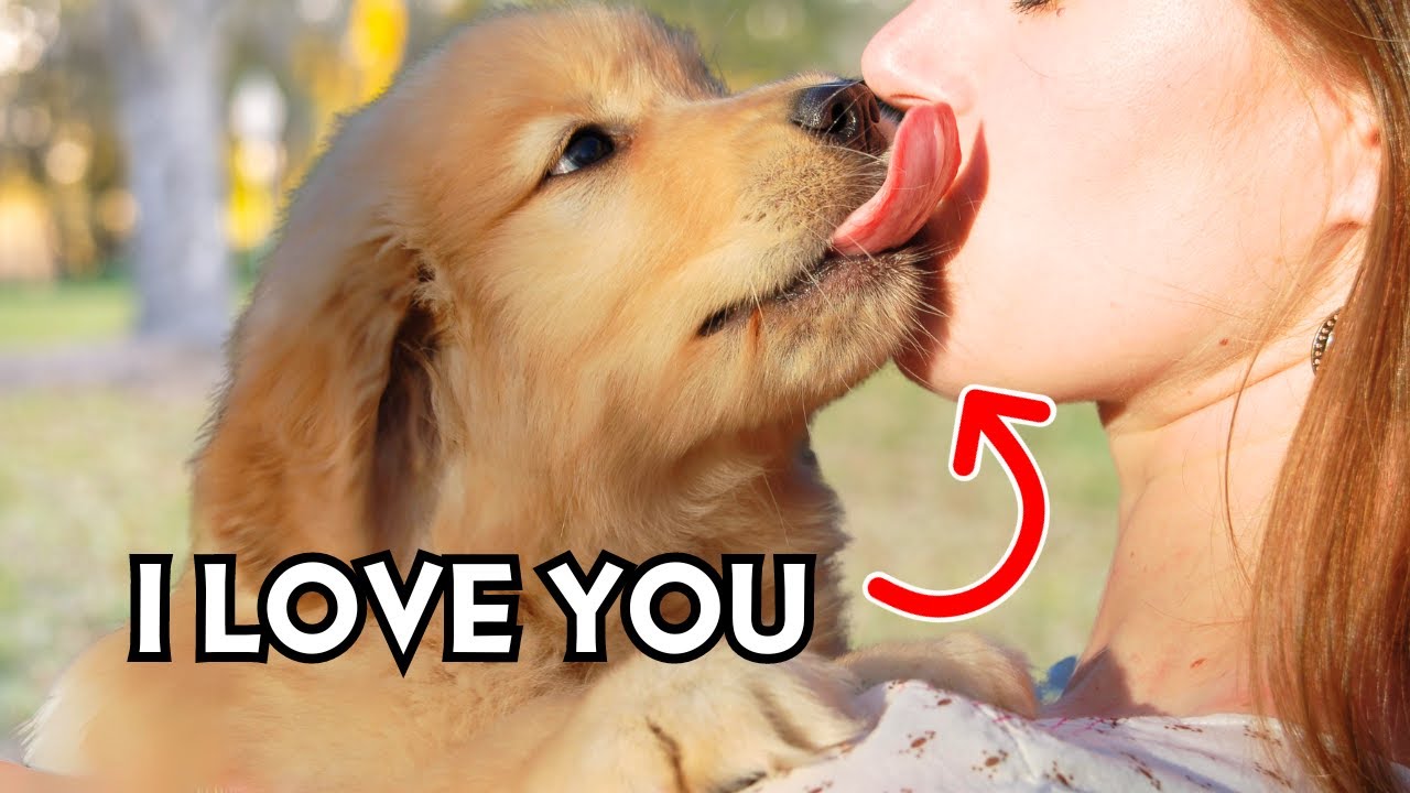 13 Signs Your Dog Loves You (#8 Shows Unseen Affection) - YouTube