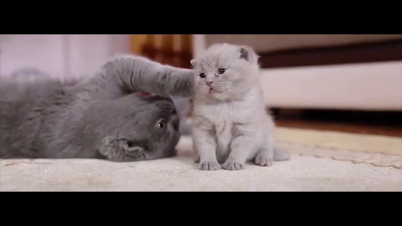 🐈CUTE CATS! FUNNY CATS! 😹SEVİMLİ KEDİLER! KOMİK KEDİLER!🐈 - YouTube