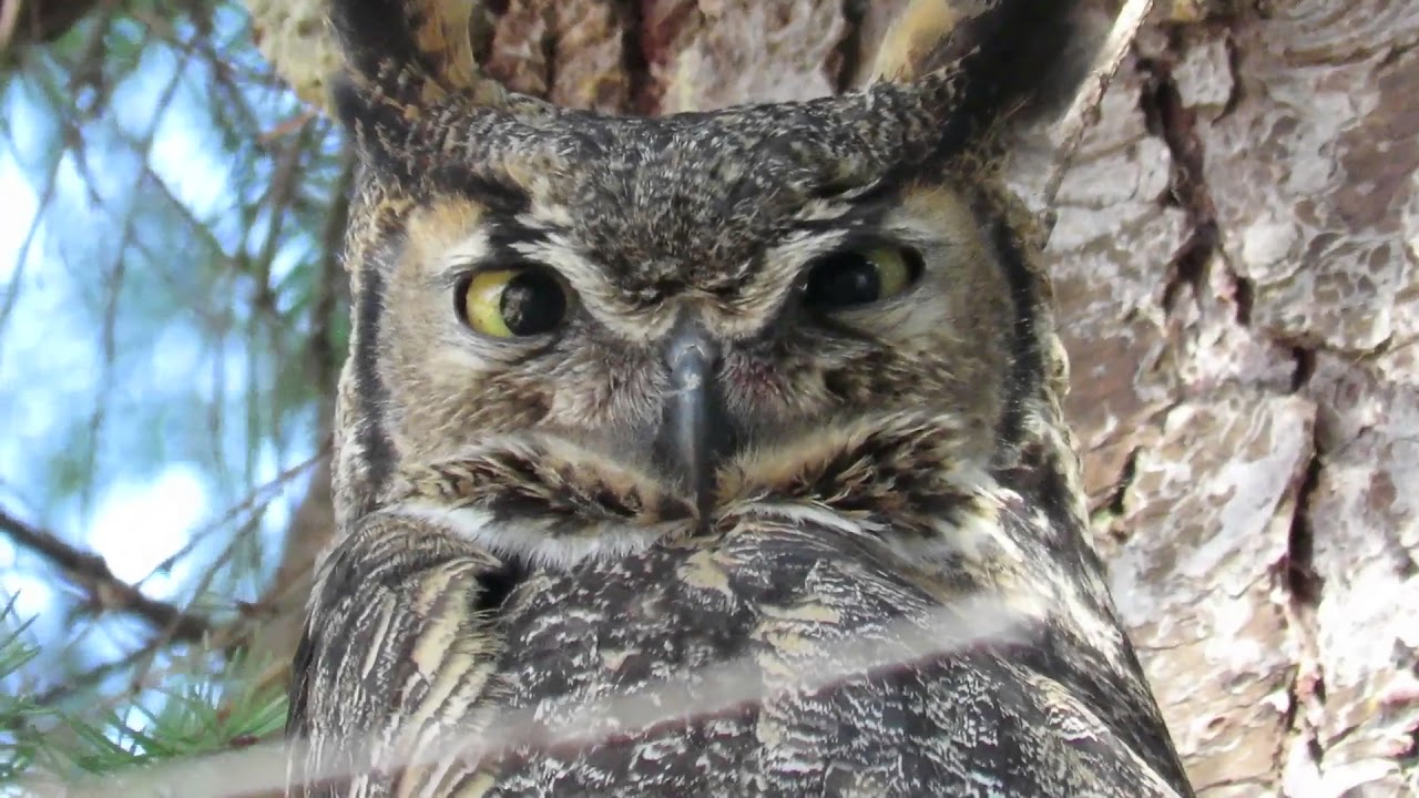 Great horned owl wink - YouTube