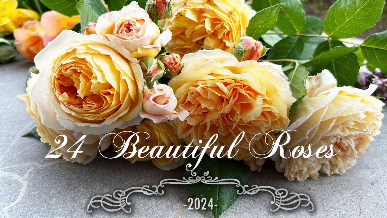 24 Beautiful roses in our Rose Garden - Complete Countdown with Rose ...