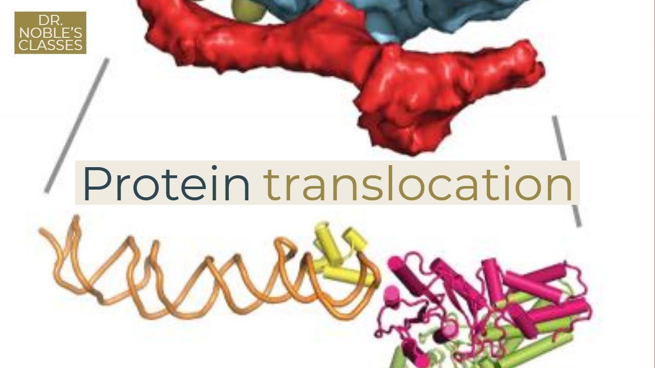 Protein translocation - YouTube