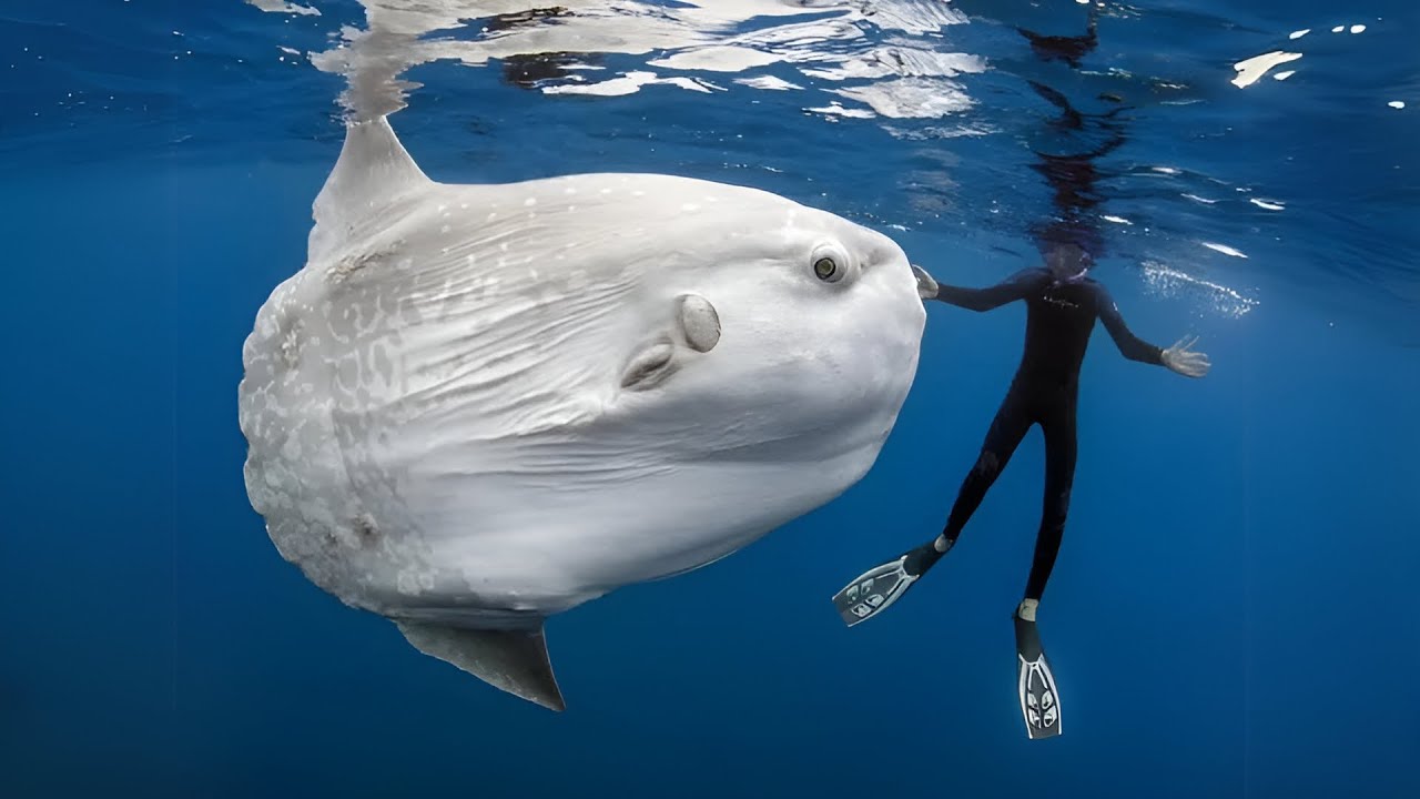 Sunfish 🐠 The GIGANTIC Fish with No Tail! - YouTube