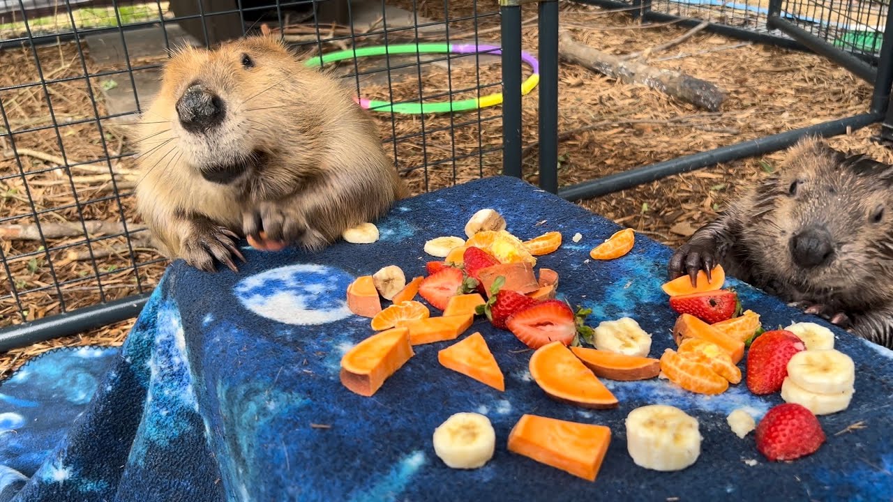 Cutest snack table ever! - YouTube
