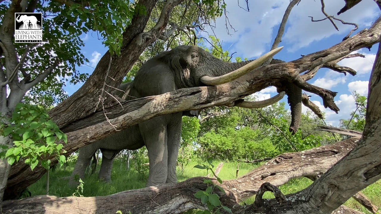 A sleepy Jabu's head rest | Living With Elephants Foundation | Okavango ...