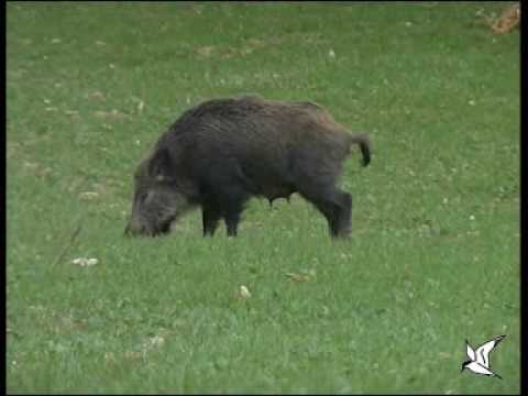 Female of wild boar (Sus scrofa) - YouTube