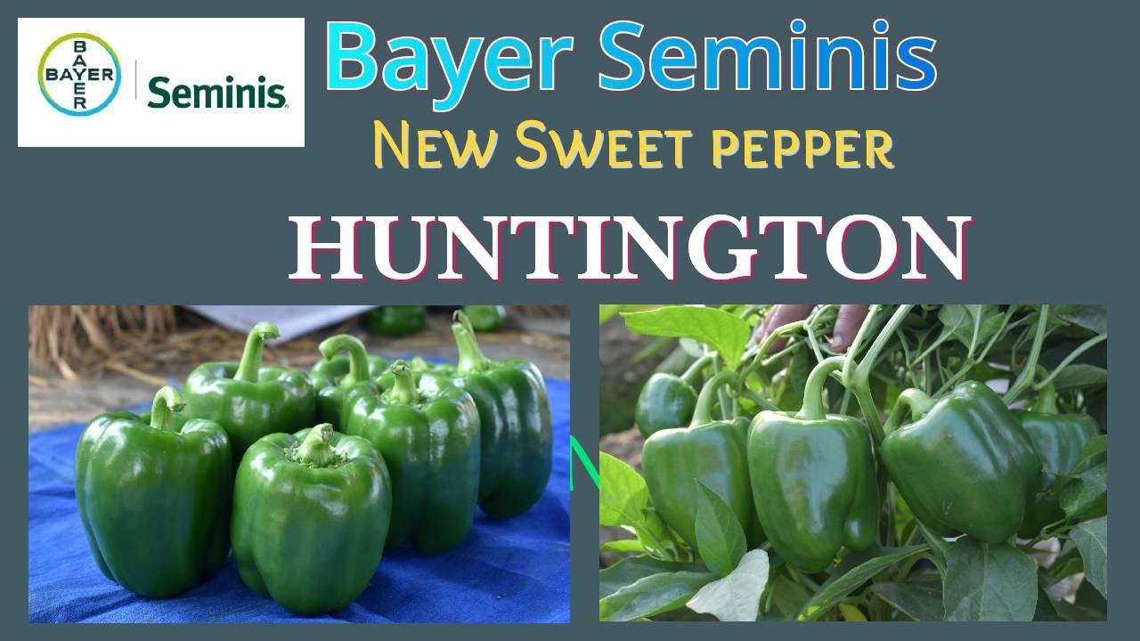 Seminis sweet pepper HUNTINGTON'S feedback from Nawabganj Farmer - YouTube