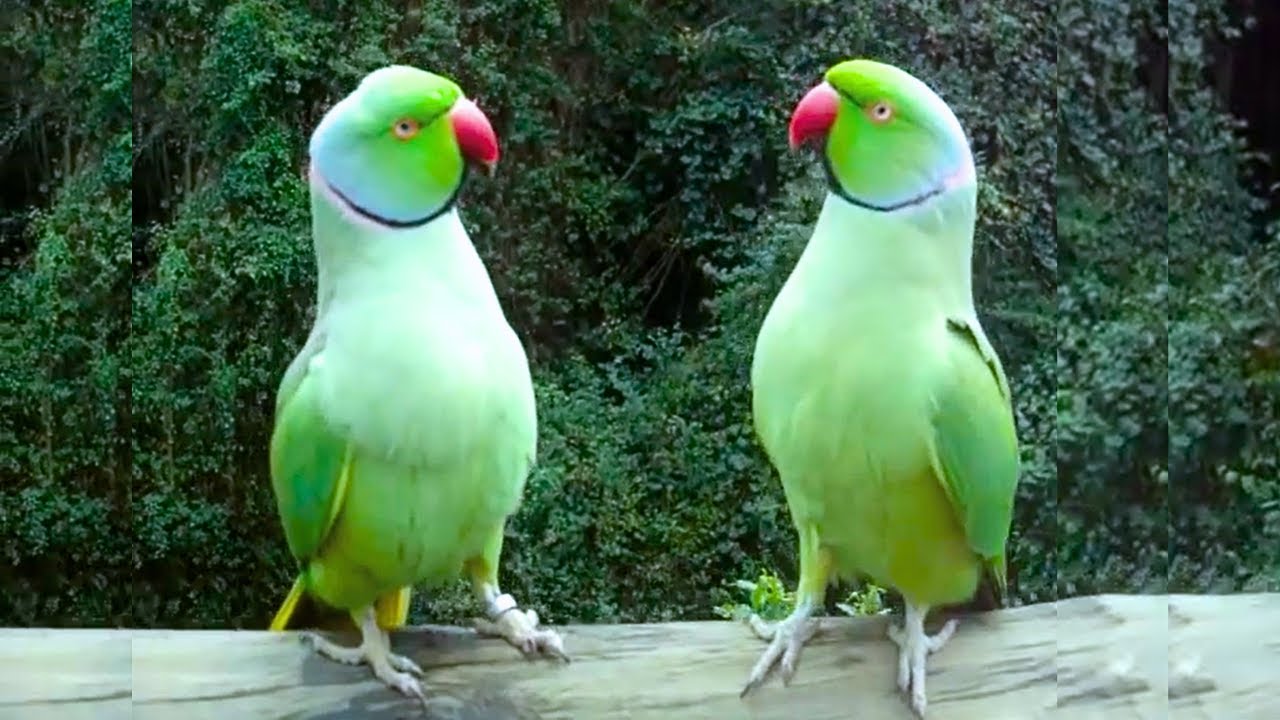 Parrot Talking and Kissing Video | Funny Parrots Cute and Funny Parrot ...
