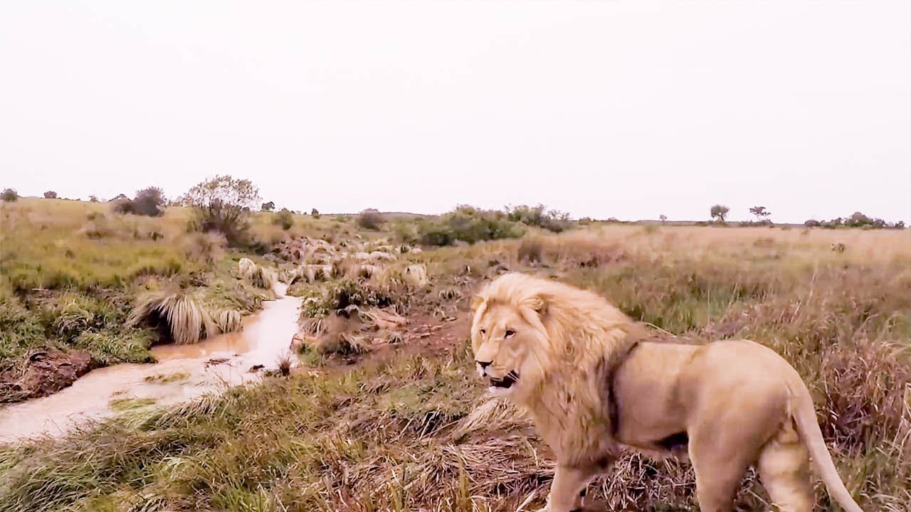 The Final Goodbye | The Lion Whisperer - YouTube