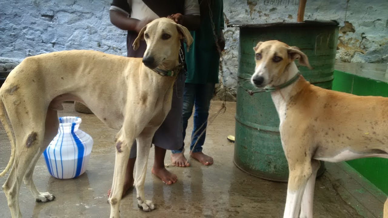 Chippiparai Dog Tamil Breed Virudhunagar District Tamil Nadu YouTube chippiparai-dog-tamil-breed-virudhunagar-district-tamil-nadu-youtube