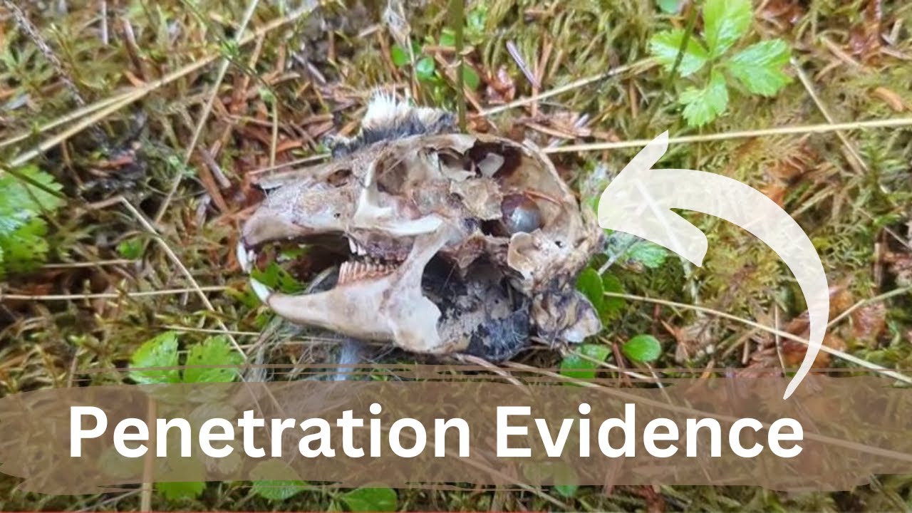 Slingshot hunting: Squirrel, Morels, Rope and Poop. - YouTube