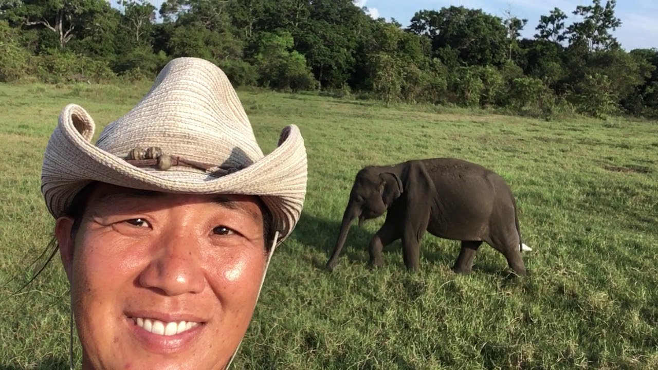 Minneriya National Park-adolescent elephant being followed by a bird ...