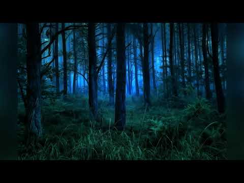 Ночной лес - Night Forest