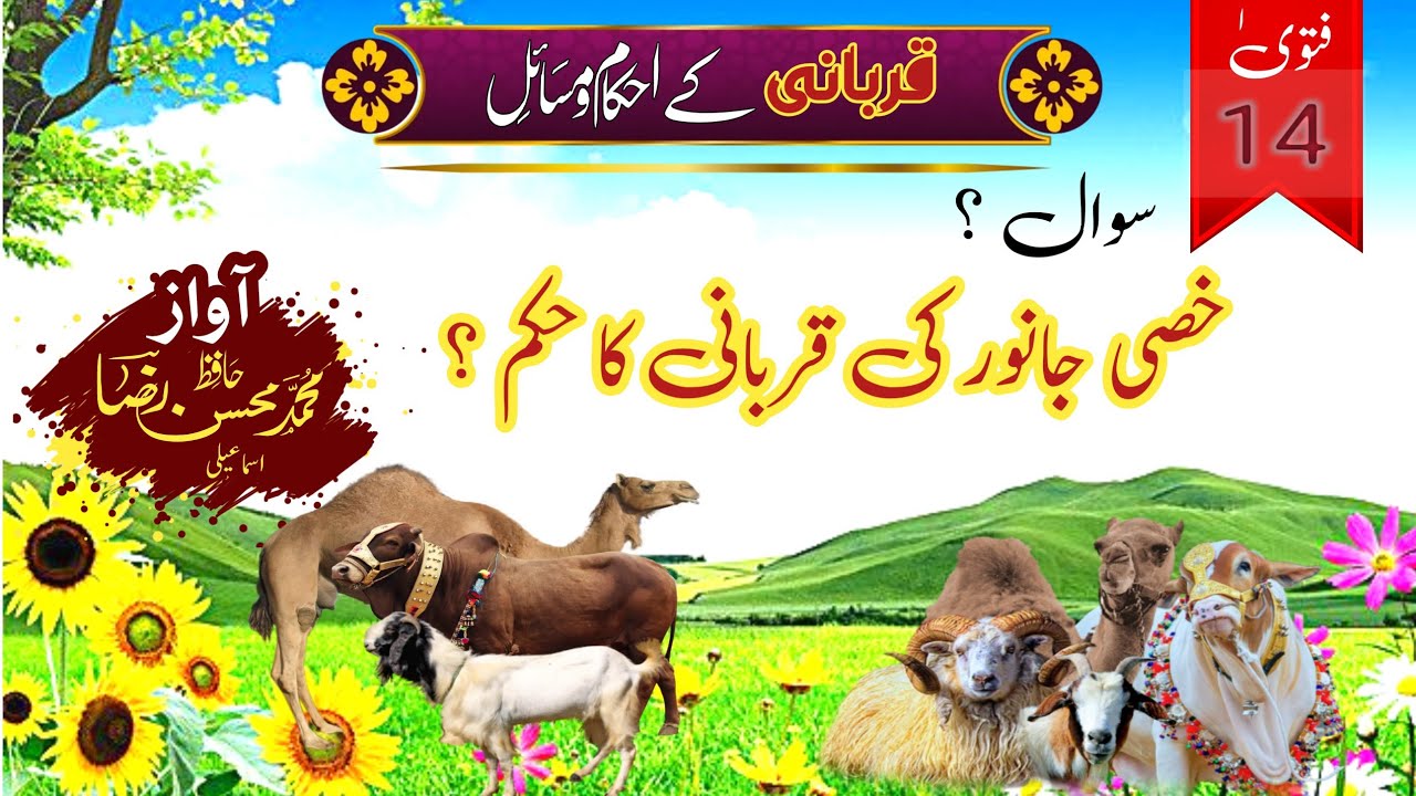 khasi janver ki qurbani ka hukm #viralvideo qurbani ke ahkam o masayel ...