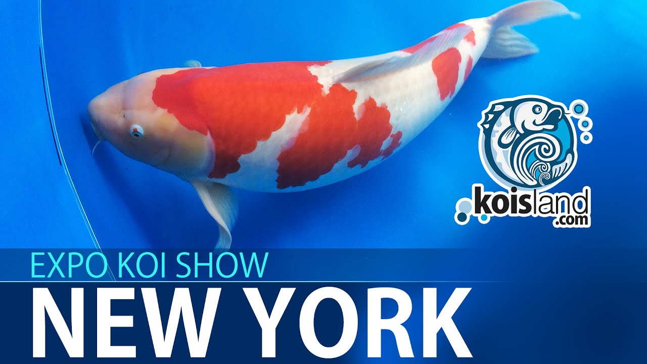 KOI FISH EXPO - Cómo identificar un buen pez koi pequeño - Koisland New ...