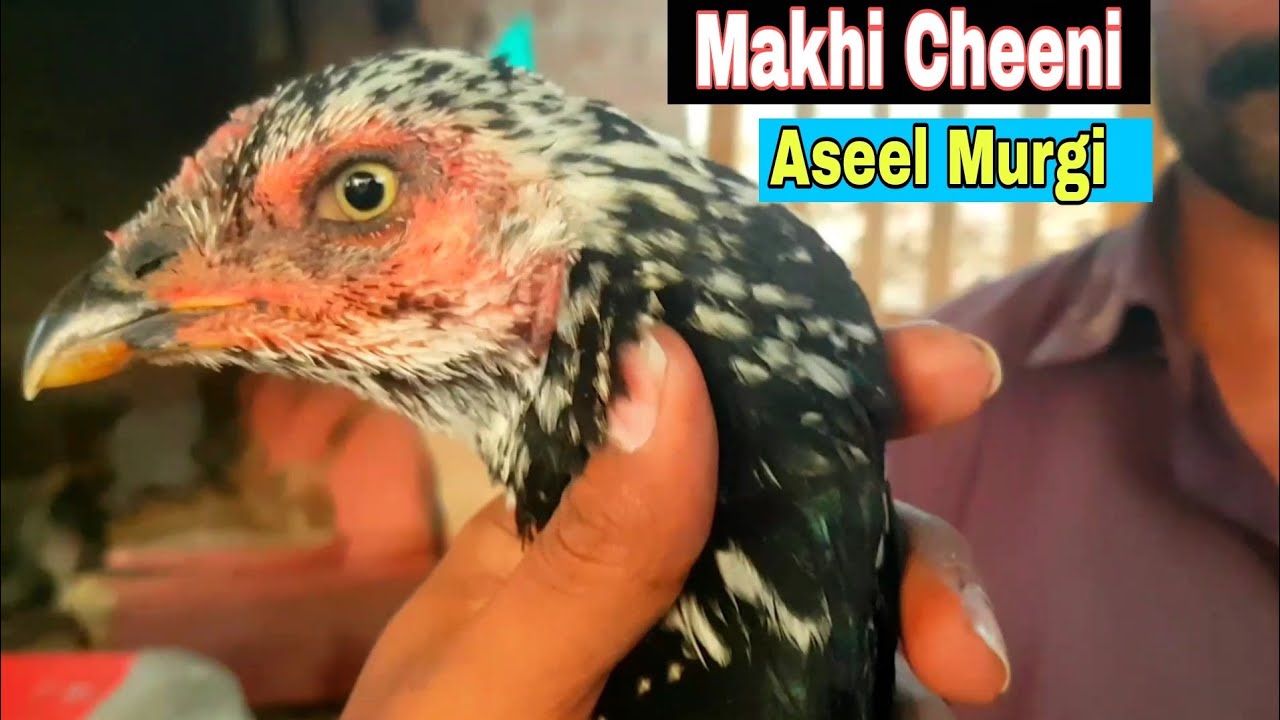makhi cheeni aseel murgi - YouTube