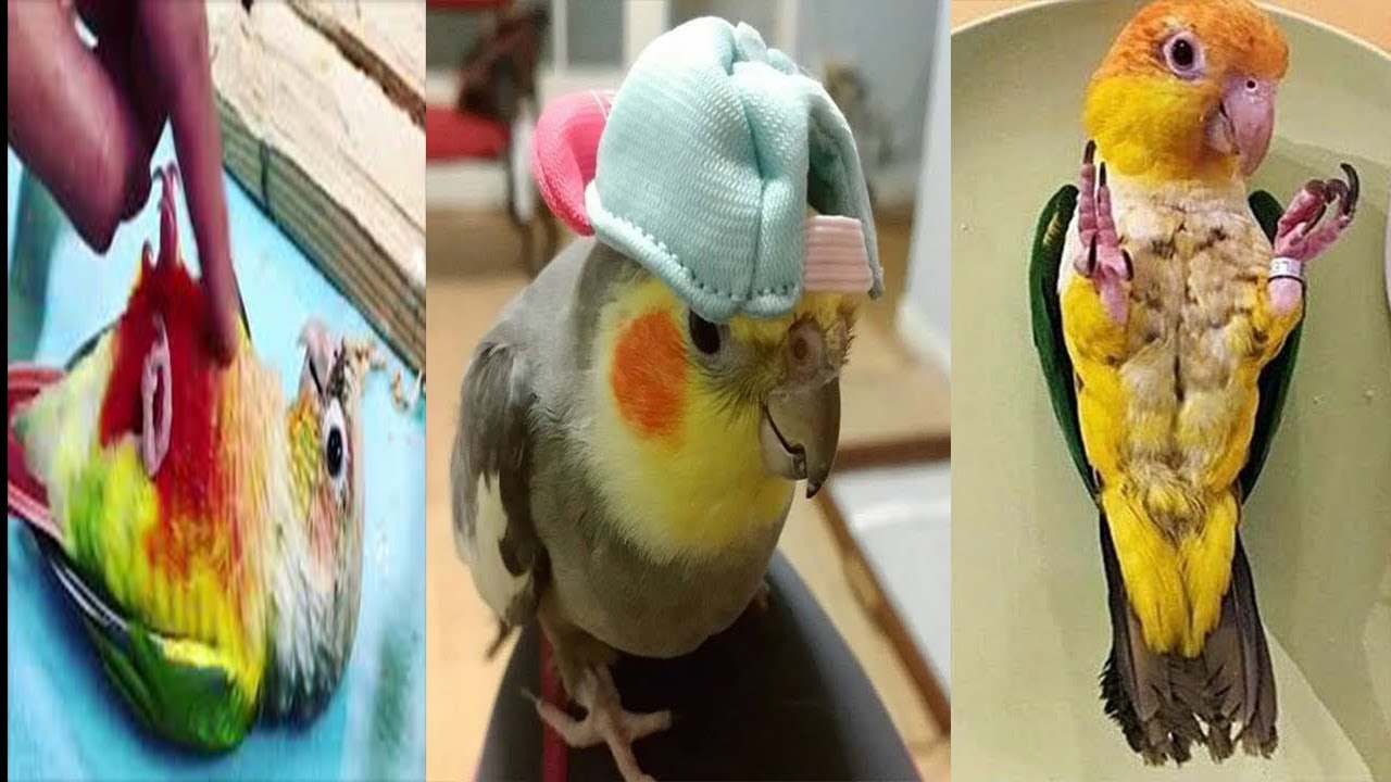 *New* Backyard Bird Watching Cute Birds|Parrot Doing Funny Things ...