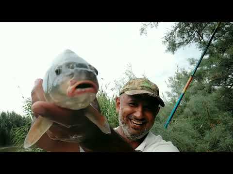 MİL MUĞAN KOLLEKTORUNDA SAZAN VƏ NAXA OVU / AXAR SUDA BALIQ OVU