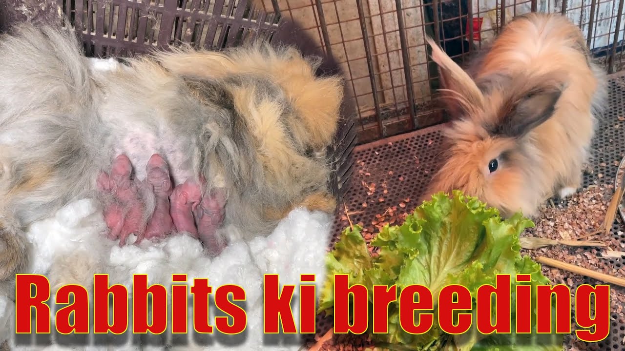 Rabbits ki breeding (Asad Brohi vlog) - YouTube