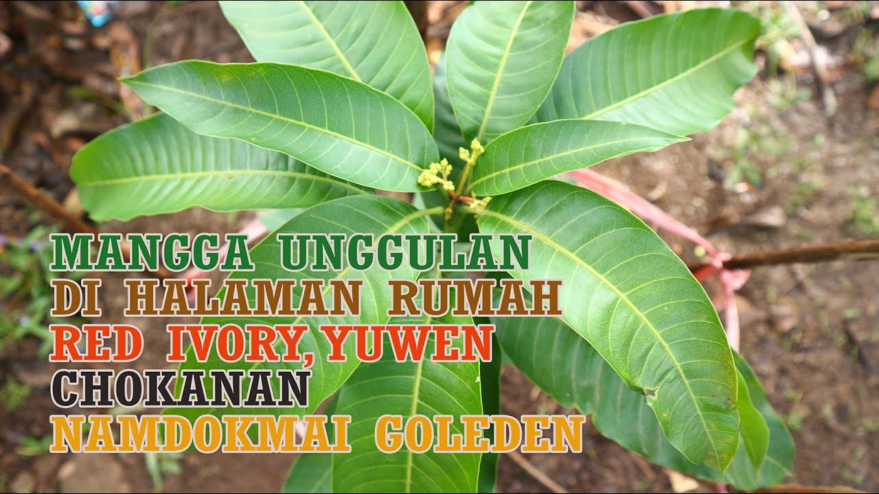 Menanam Mangga Yuwen 6 Red Ivory R2E2 di pekarangan halaman rumah - YouTube
