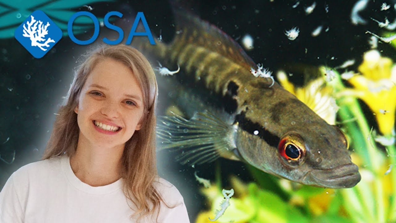 ULTRA RARE Ring-Tailed Pike Cichlids at OSA! - YouTube