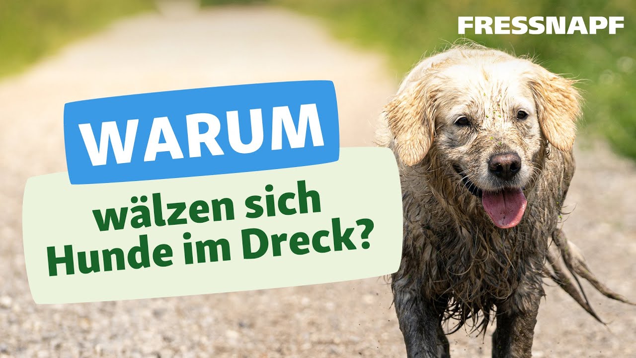 Warum wälzen sich Hunde gerne im Dreck? - YouTube