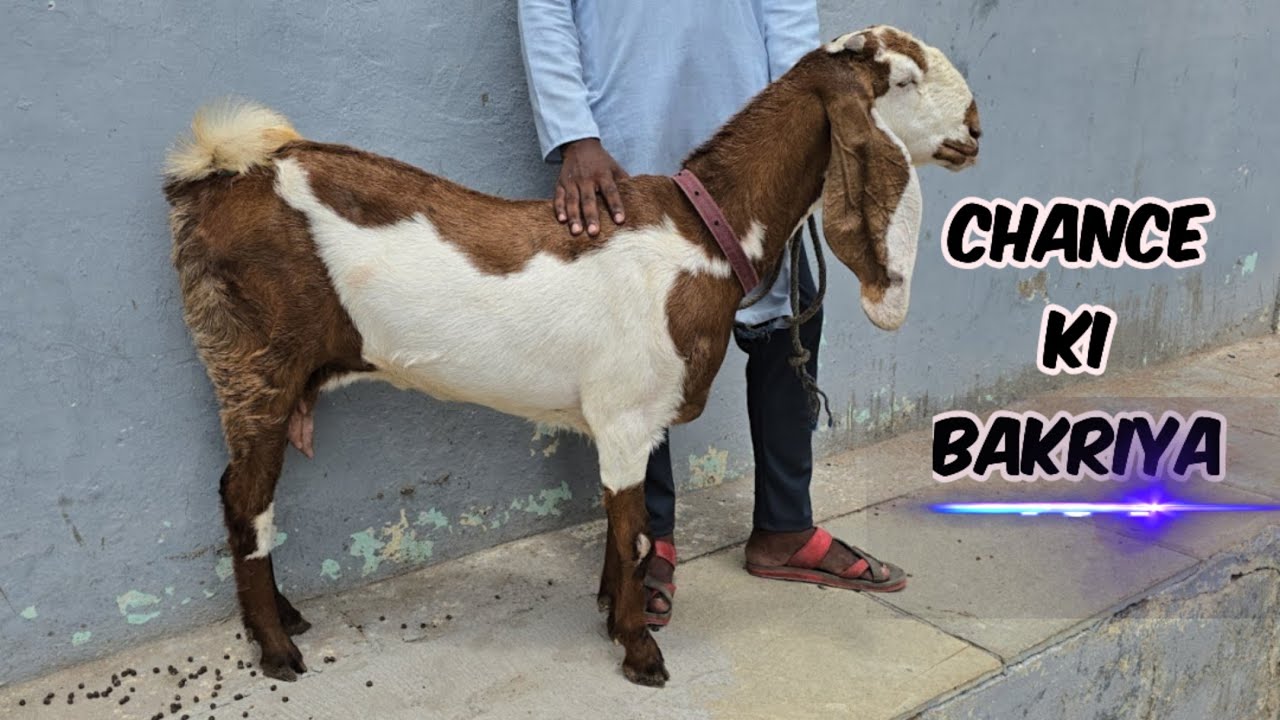 Chance ki bakriya available in Hyderabad | hyderabadi aur Desi bakriya ...