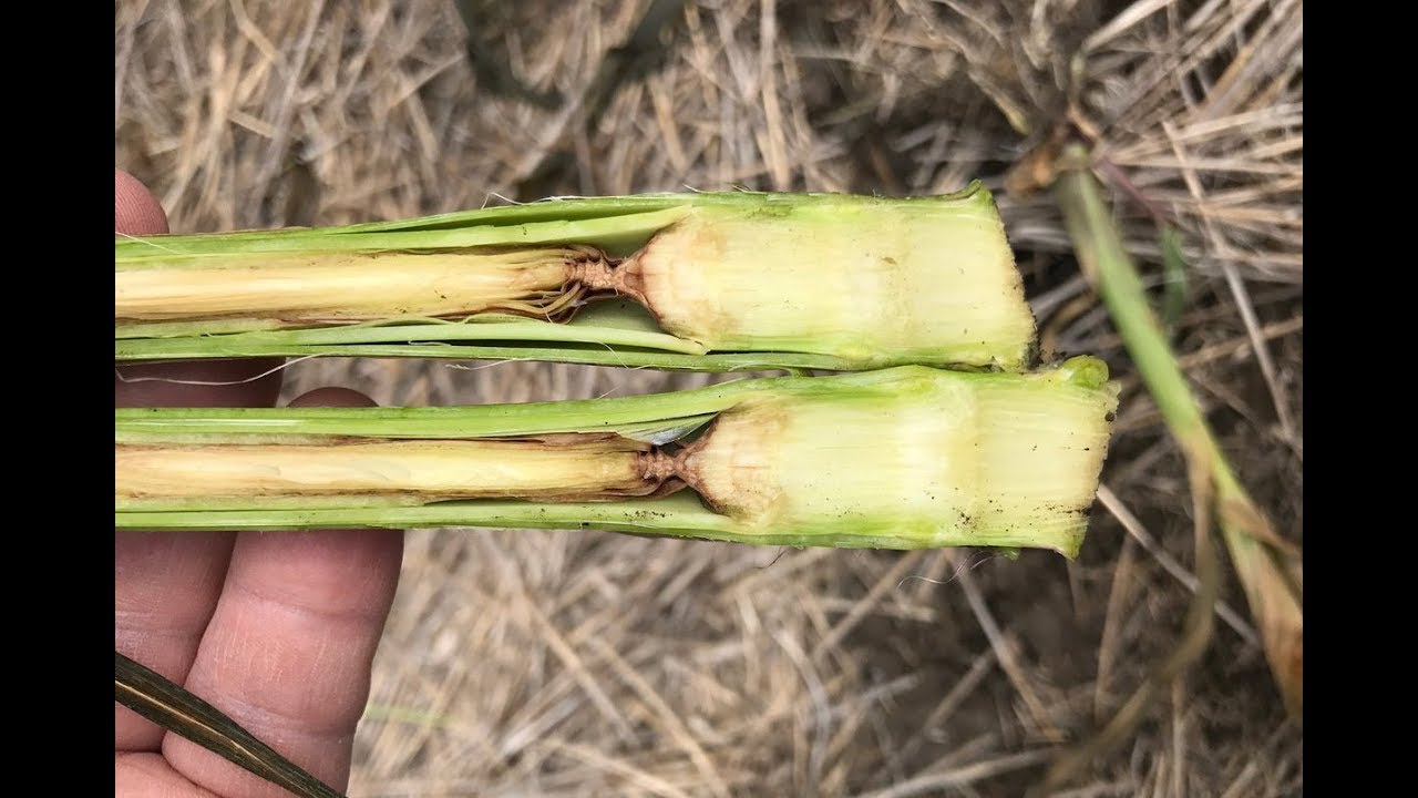 Frost and Frozen Corn in the Fields USA June 26 & 27th | Mini Ice Age ...