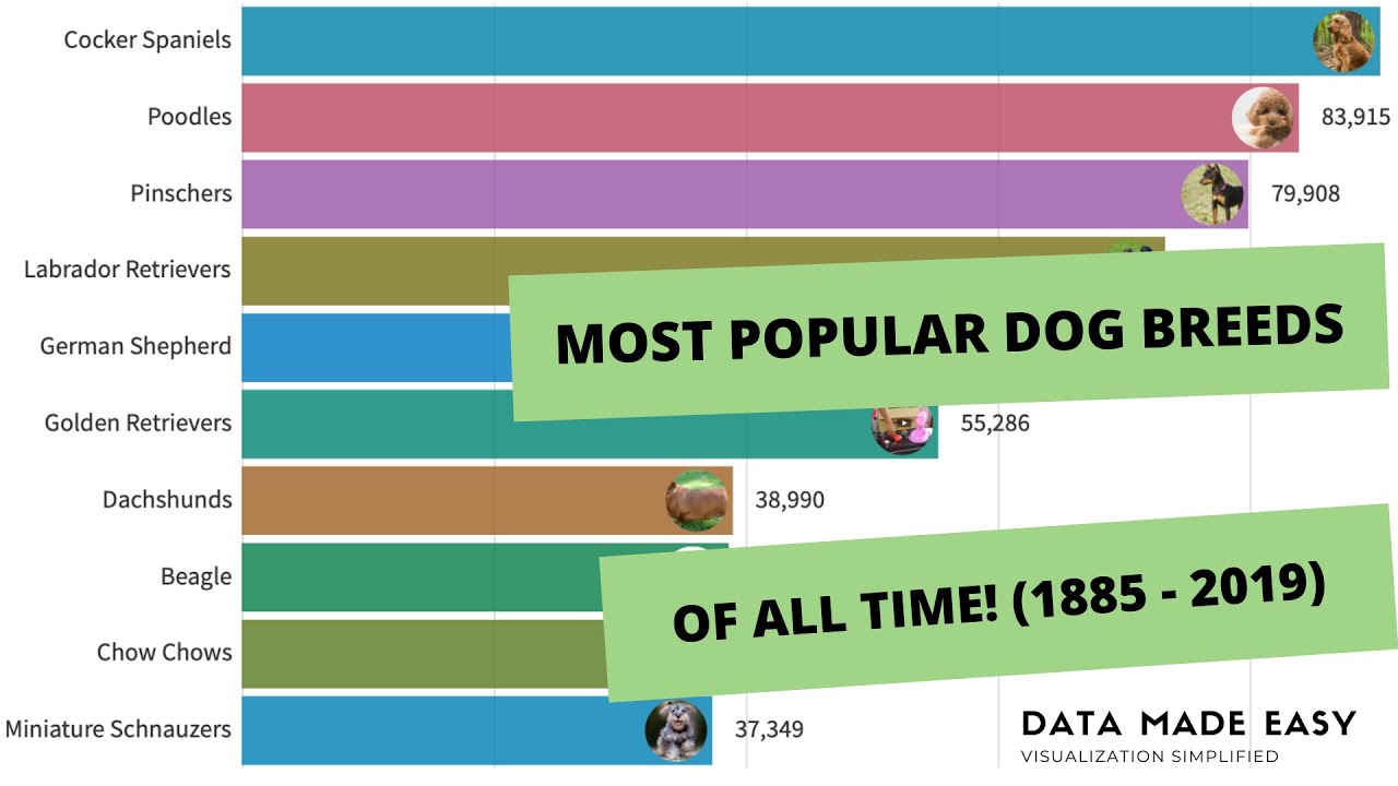 Bar Chart Race Video: Most Popular Dog Breeds of All Time (1885 - 2019 ...