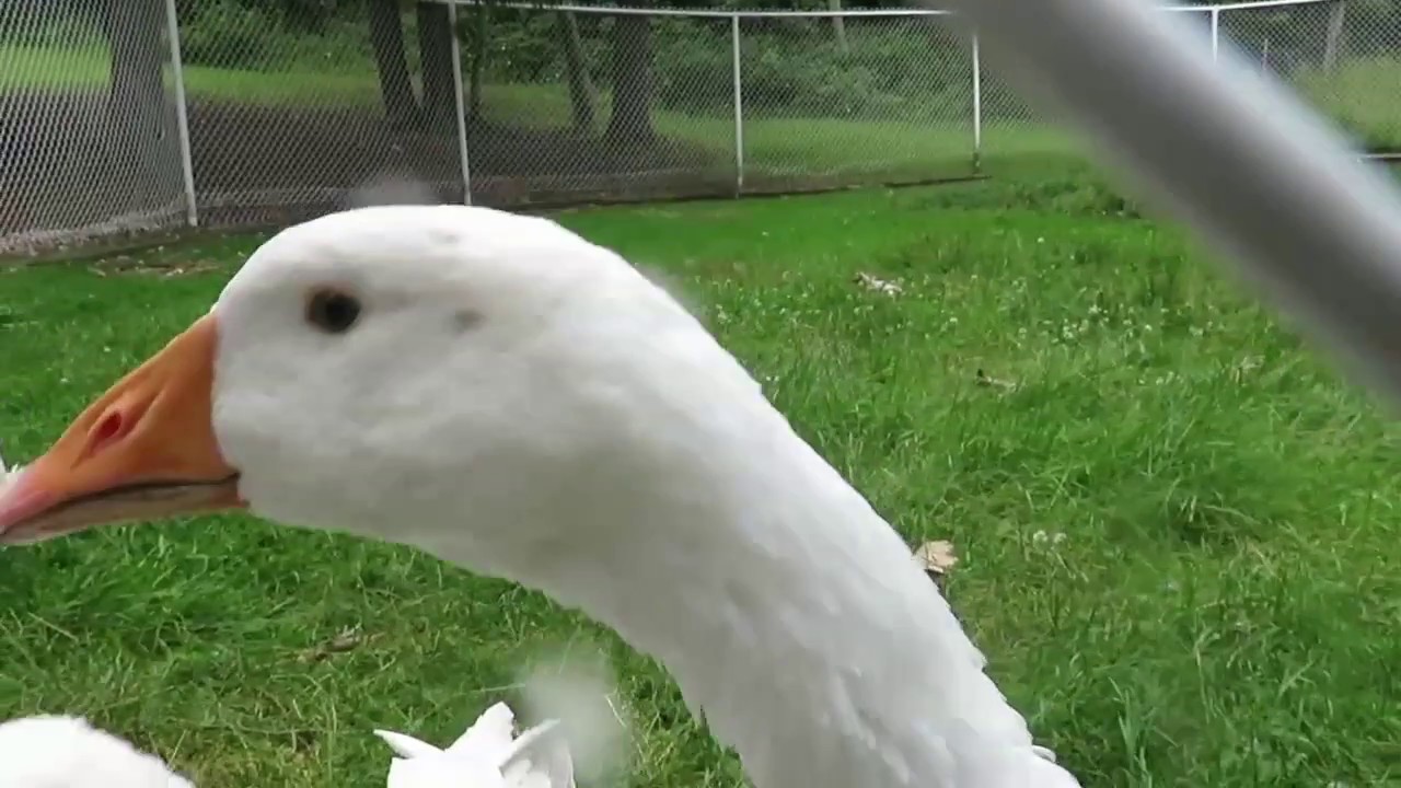Duck trying to eat camera - YouTube