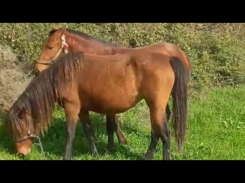 KƏLBƏCƏRLİ Asəfin atları