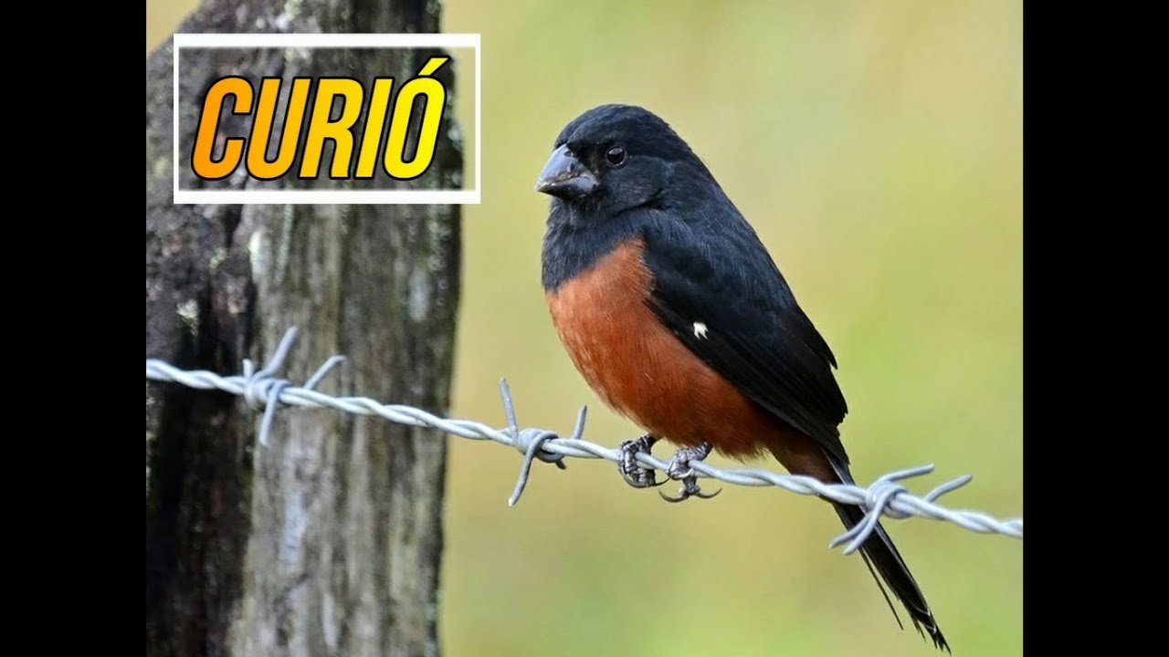 CURIÓ - [ Oryzoborus Angolensis ] - Lesser Seed Finch *****EL SONIDO DE ...