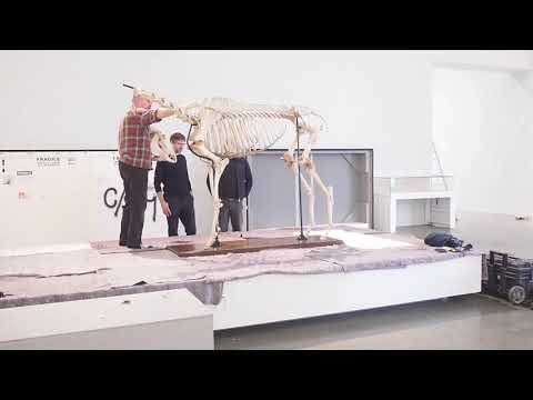 George Stubbs | Time Lapse: Eclipse Skeleton Installation At MK Gallery ...