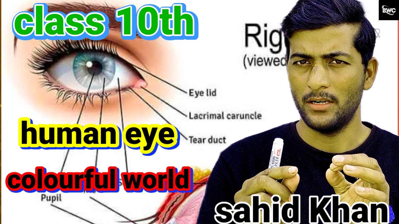 Human eyes colourful world class 10th Physics #how to draw Structure of ...