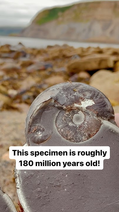 Finding fossils in huge shale slabs! #minerals #paleontology #geology # ...