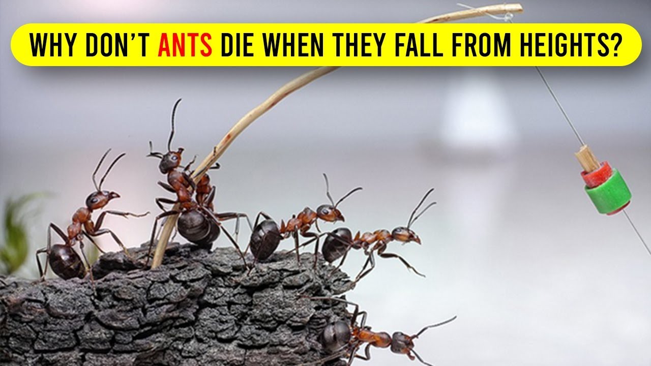 Why Don’t Ants Die When They Fall from Heights? 🤔 - YouTube
