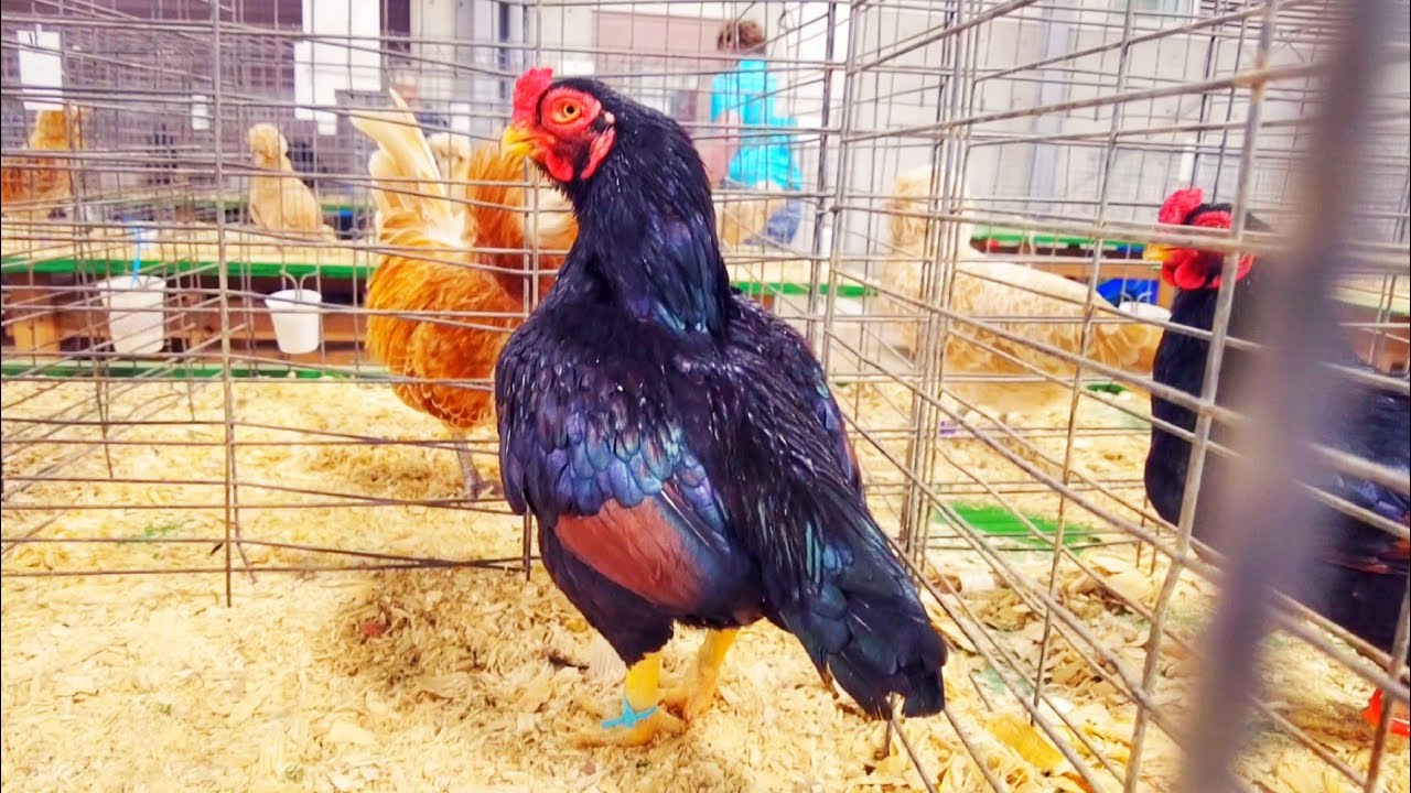 Fort Worth stock show Bantam Poultry - YouTube