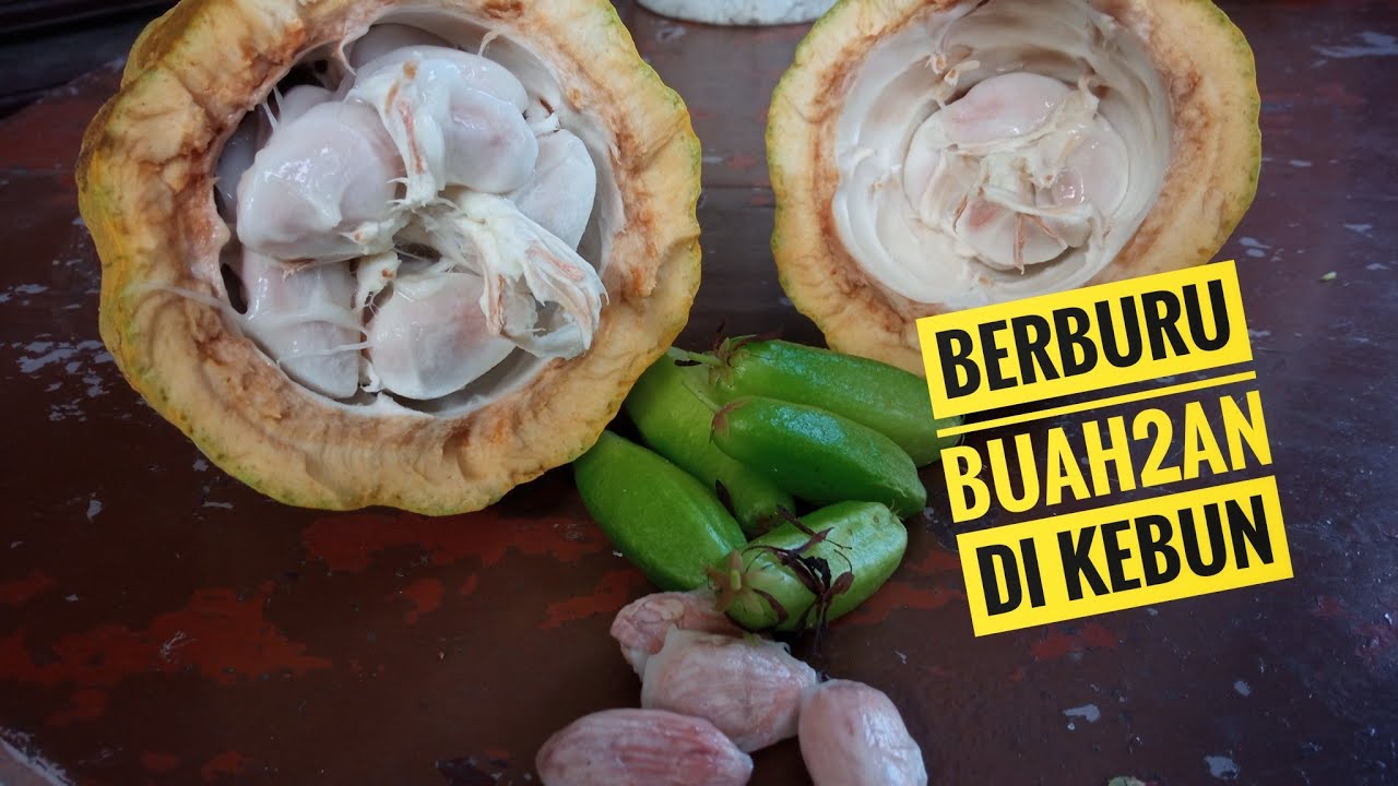 begerusuk di kebun | berburu buah di kampung | nemu buah2an ini | kebun ...